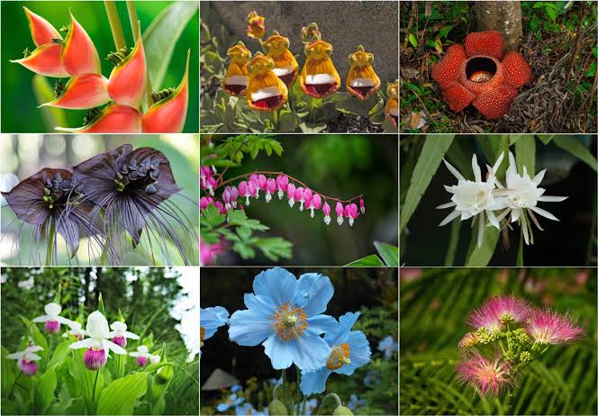 Captivating Beauty: Top 10 Rarest Flowers in the World – My Info Connect