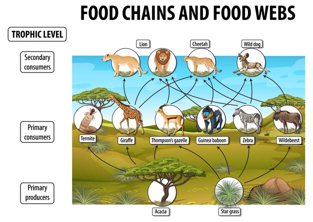 Key Contrasts Between Food Chain And Food Web – My Info Connect
